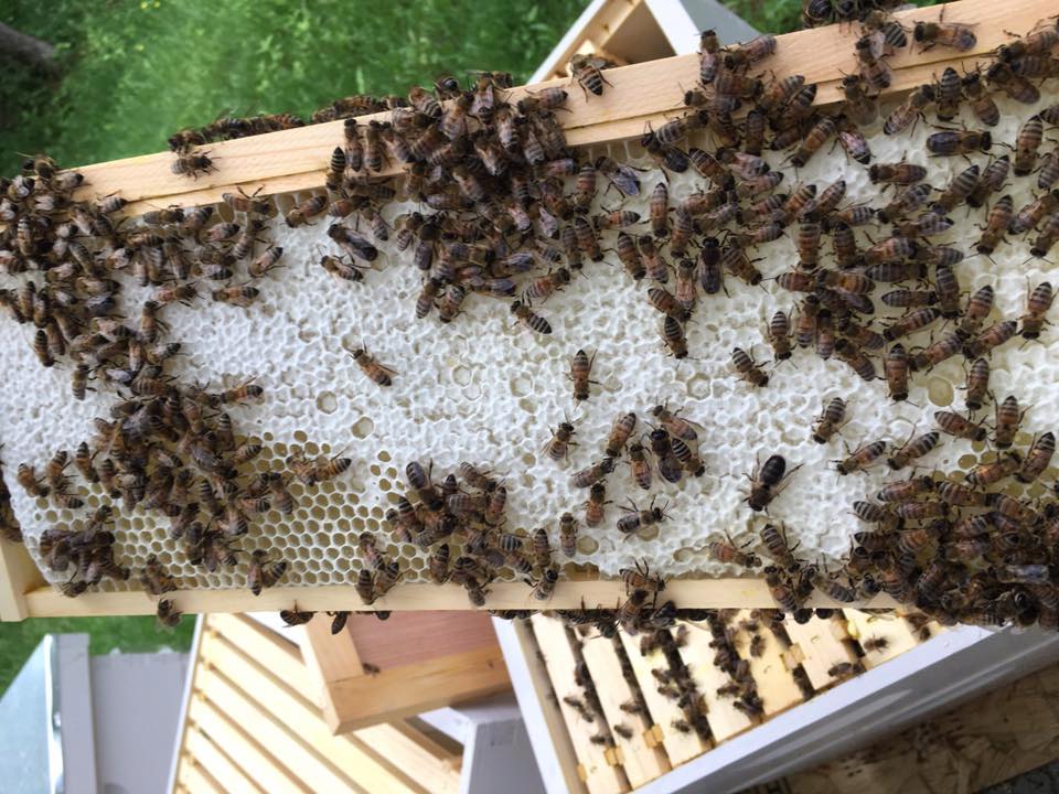 Tara Hill Apiary – Beekeeping Homestead Apiary